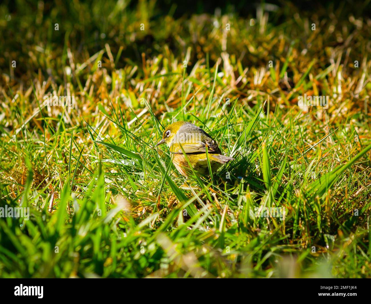 Silver-eye bird in backyard grass Stock Photo - Alamy