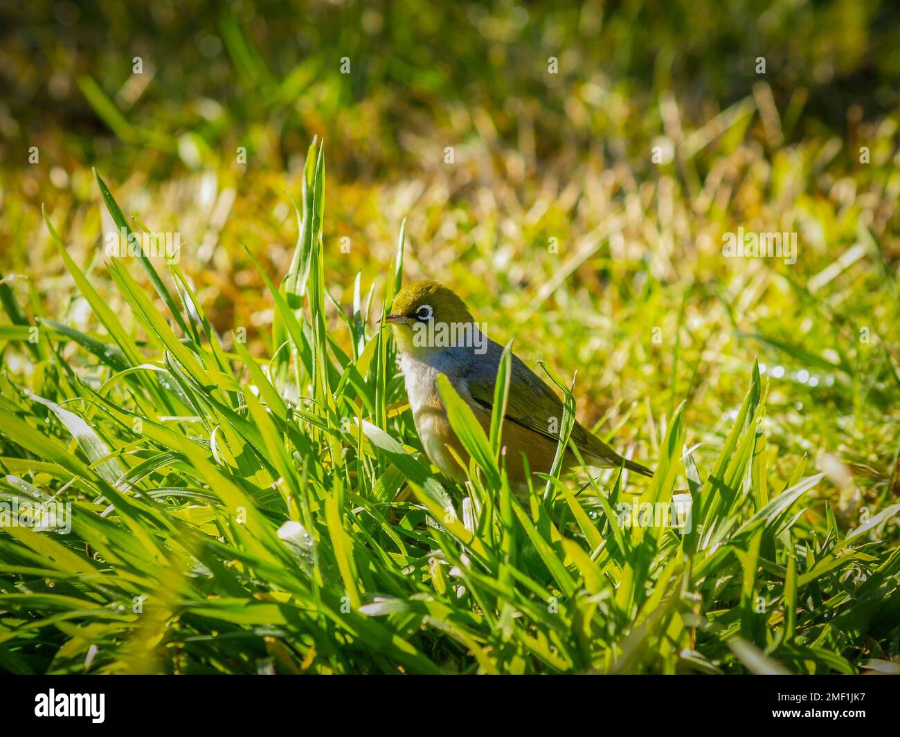 Silver-eye bird in backyard grass Stock Photo - Alamy