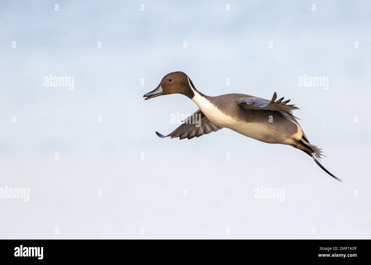 Northern Pintail (Anas acuta), adult male in flight, landing, WWT ...