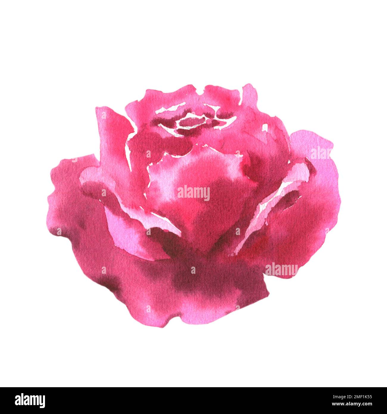 Pink, viva magenta rose on a white background. Watercolor rose painted ...