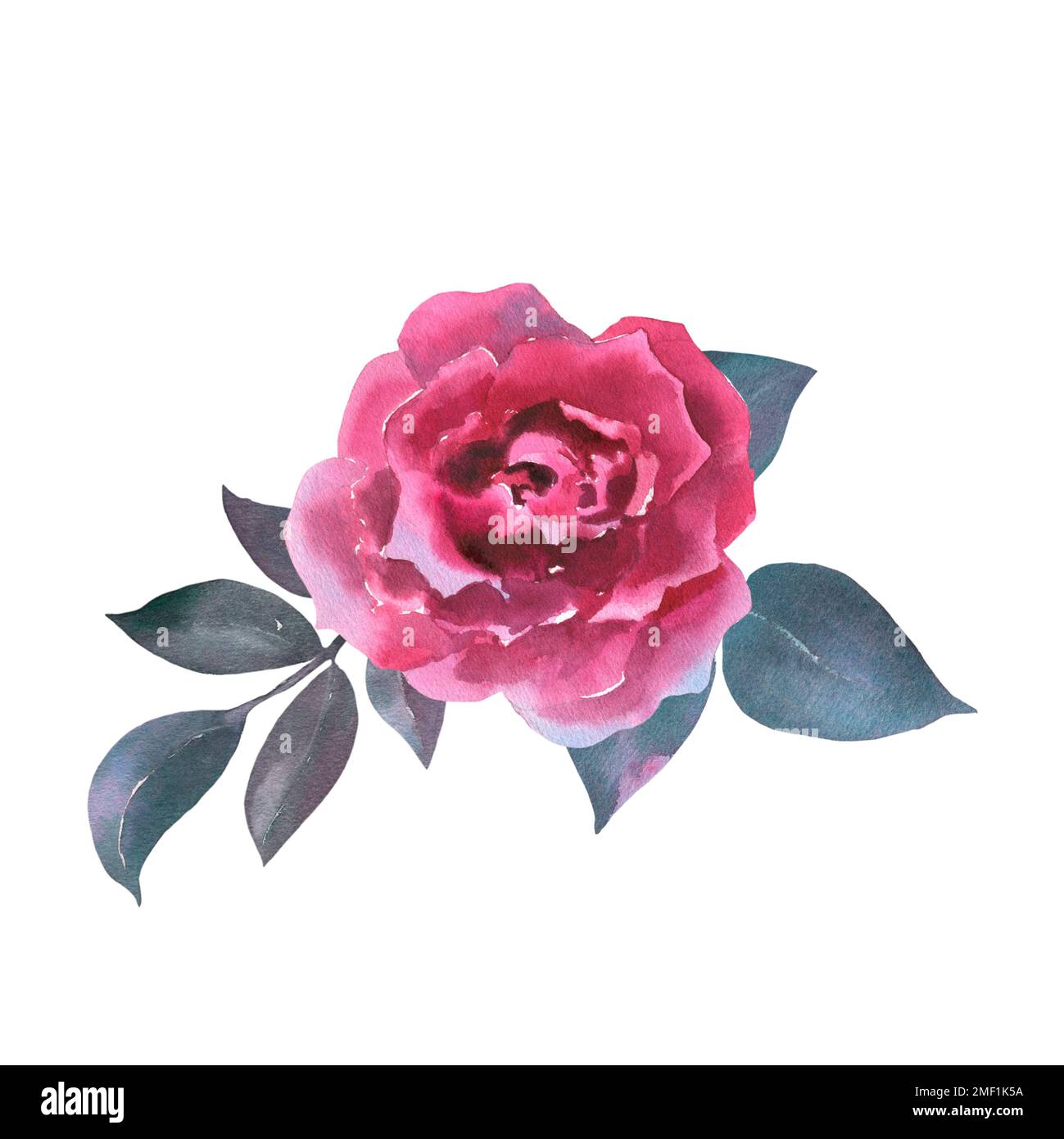 Beautiful viva mangenta roses in vintage style. Watercolor on textured ...