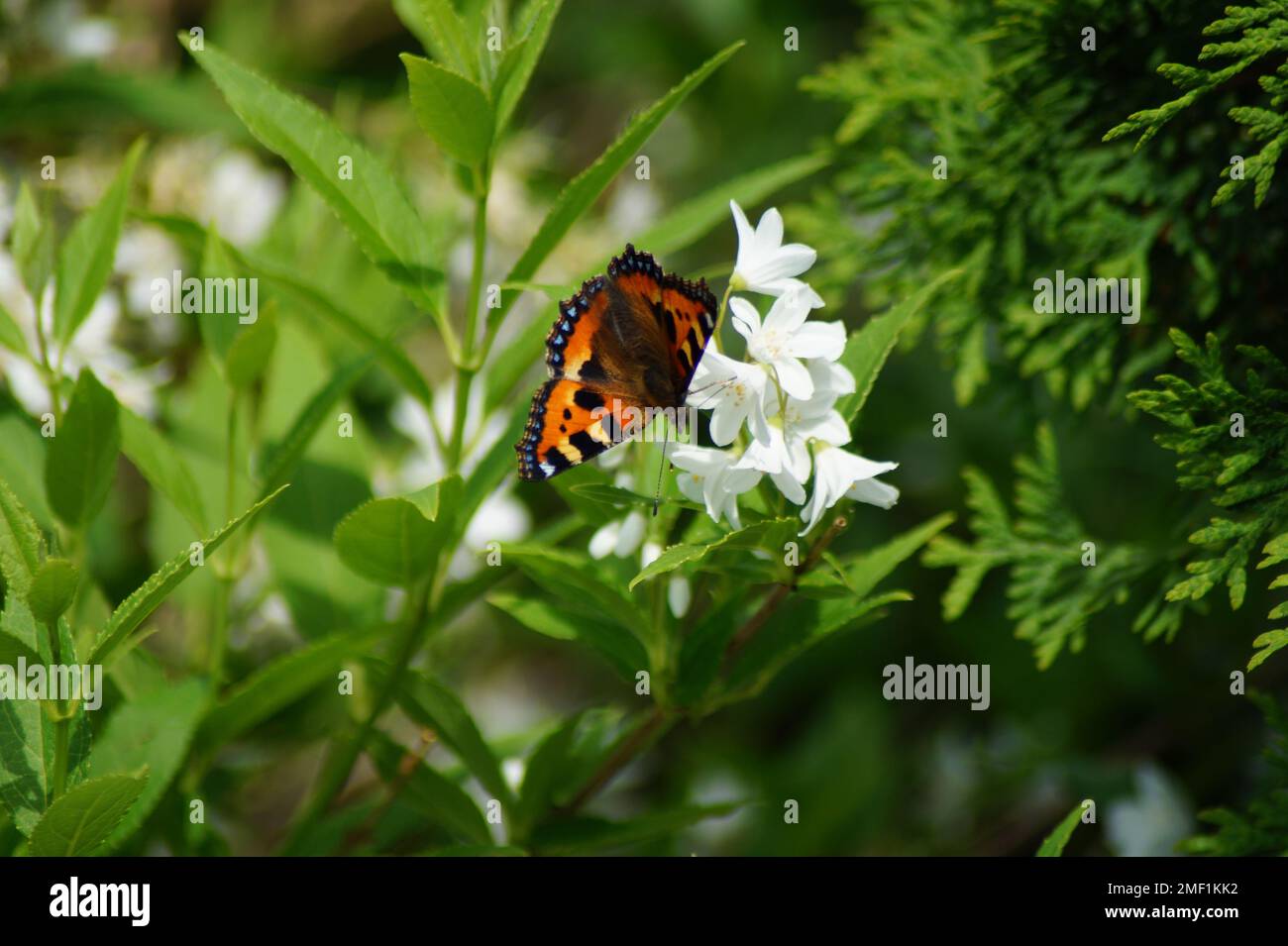 Little fox butterfly hi-res stock photography and images - Alamy