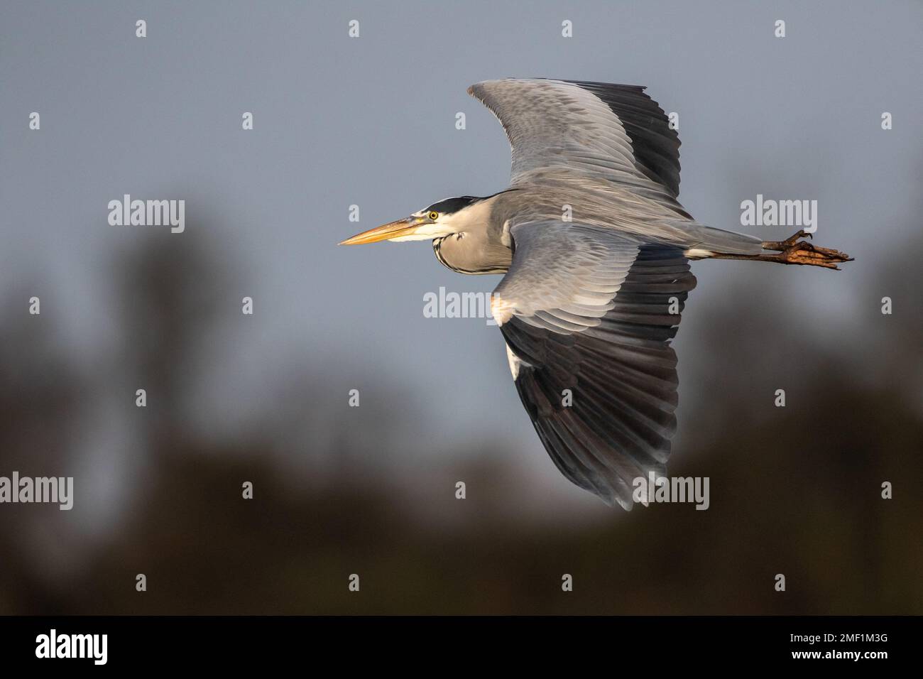 Grey Heron (Ardea cinerea), adult in flight, WWT Slimbridge ...