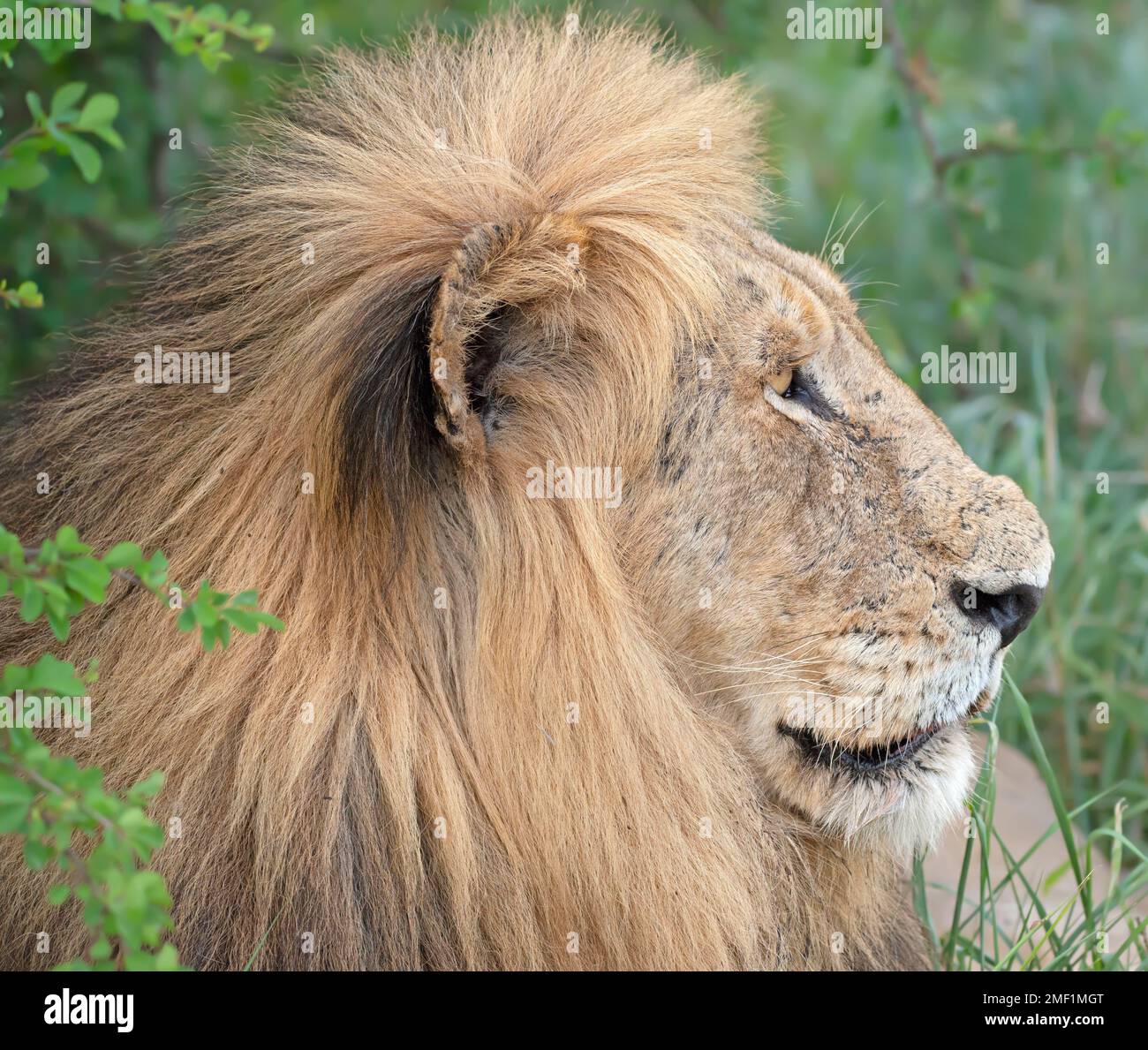 Alpha male lion hi-res stock photography and images - Alamy