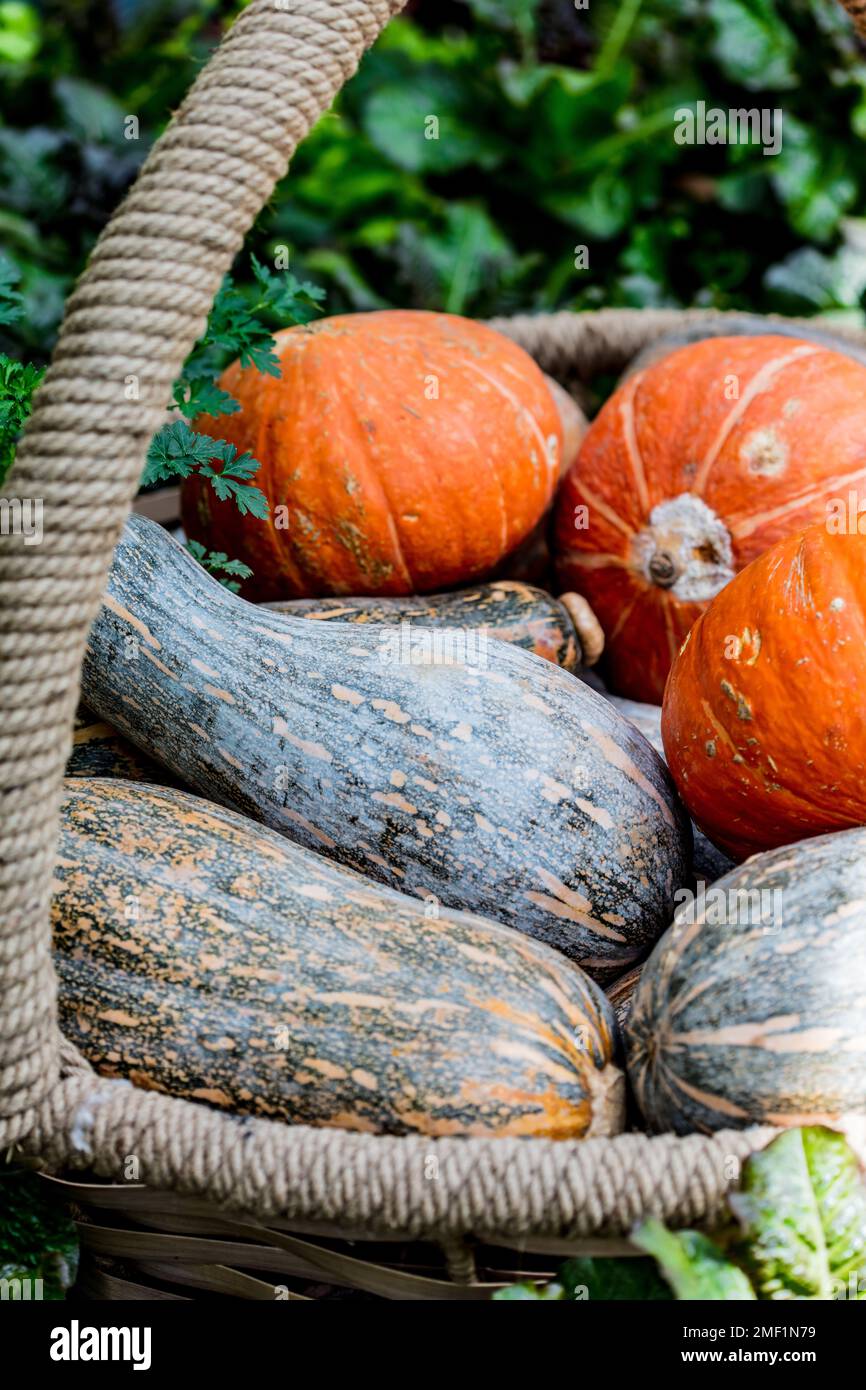 Fresh pumpkins different sizes hi-res stock photography and images - Alamy