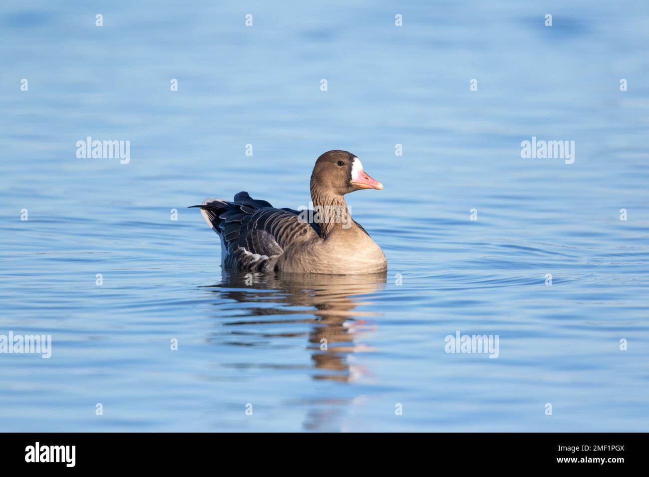 Russian White-fronted Goose, (Anser albifrons), adult swimming on lake ...