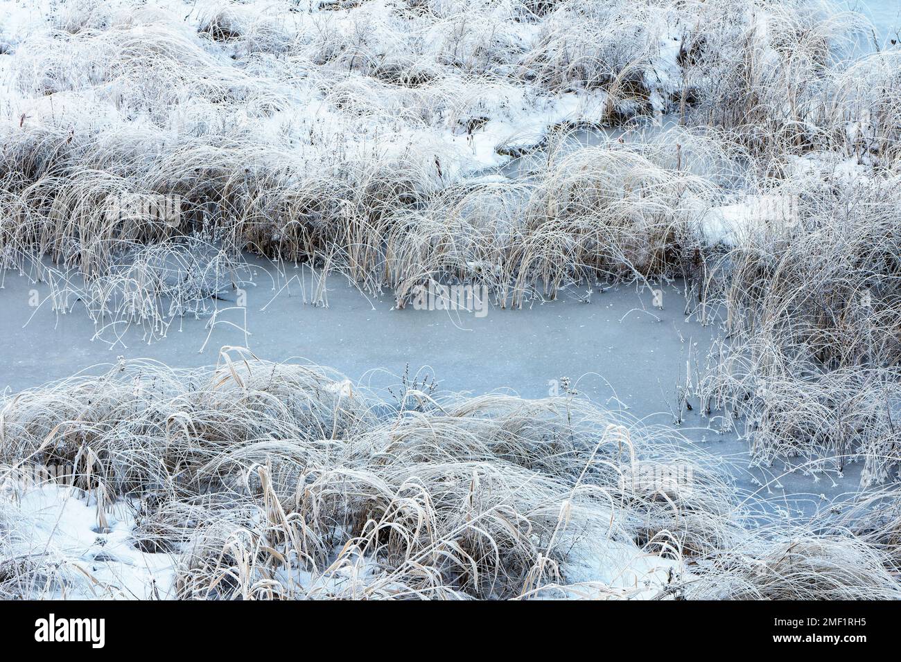Frost Frozen Winter Cold