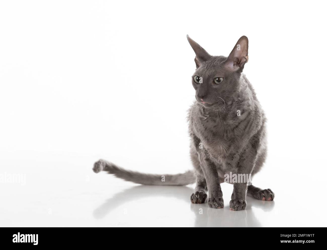 Black Cornish Rex Cat. Studio shoot. Isolated on White Background Stock ...
