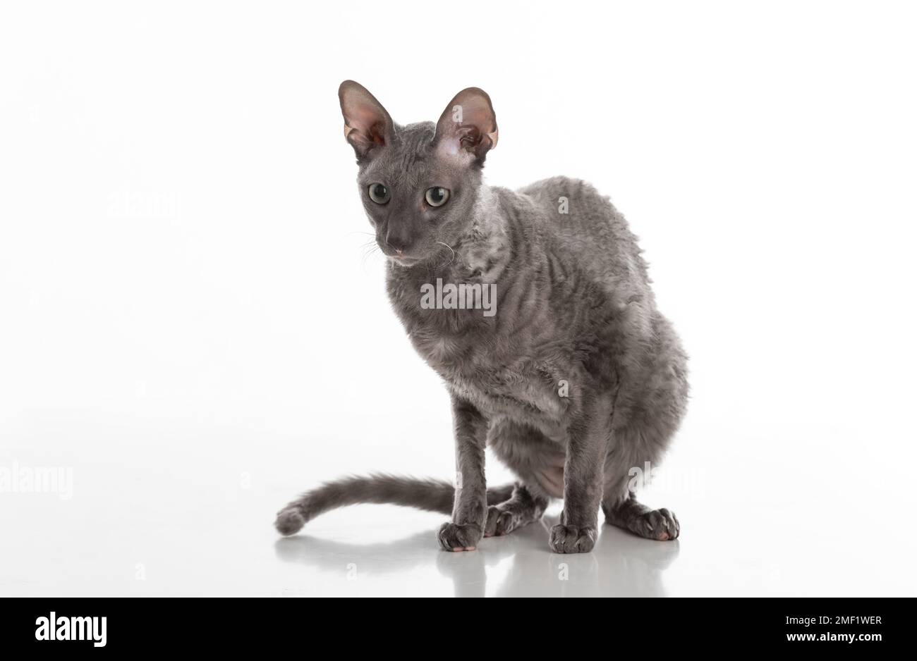 Black Cornish Rex Cat. Studio shoot. Isolated on White Background Stock ...