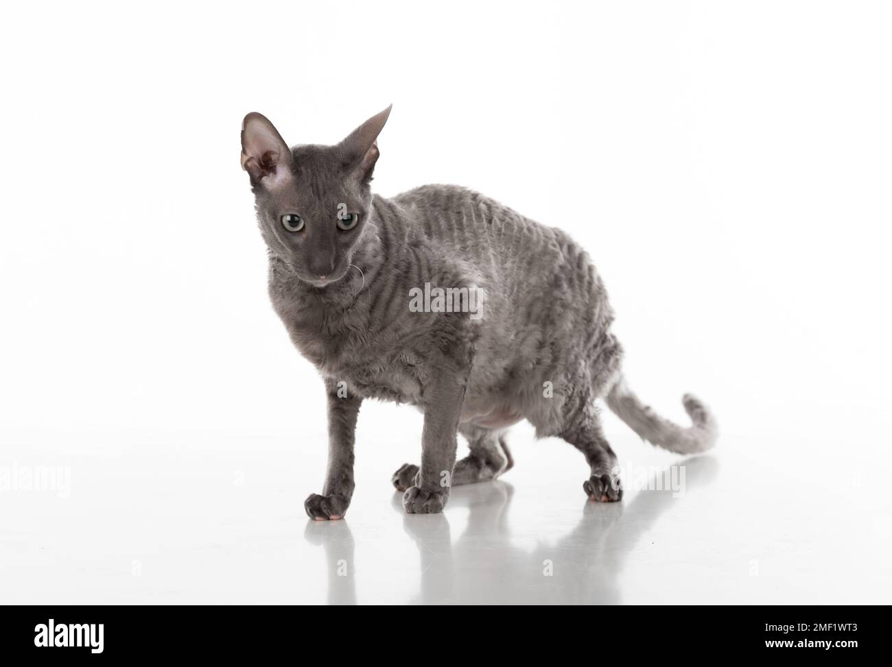 Black Cornish Rex Cat. Studio shoot. Isolated on White Background Stock ...