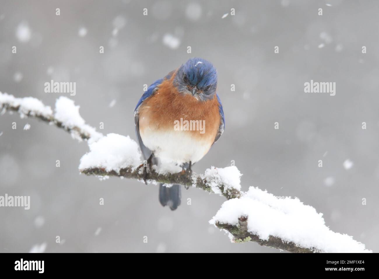 Male eastern bluebird in snow hi-res stock photography and images - Alamy