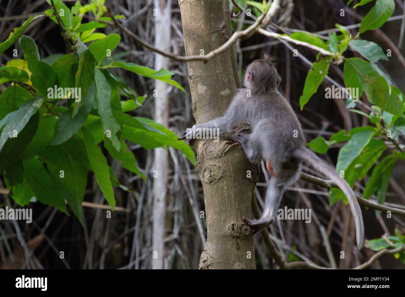 A baby monkey climbing the green tree in the jungle Stock Photo - Alamy