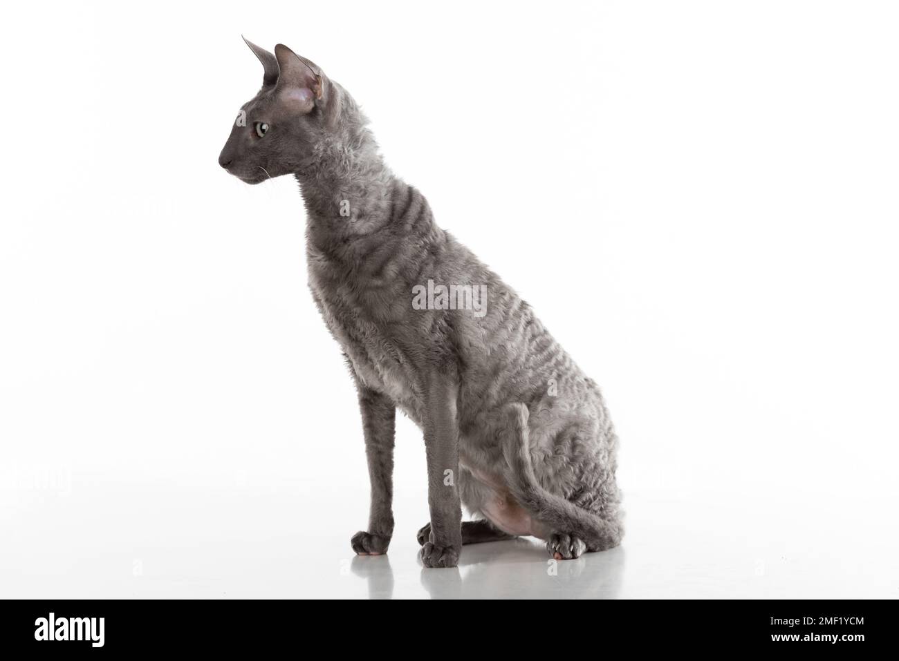 Black Cornish Rex Cat. Studio shoot. Isolated on White Background Stock ...