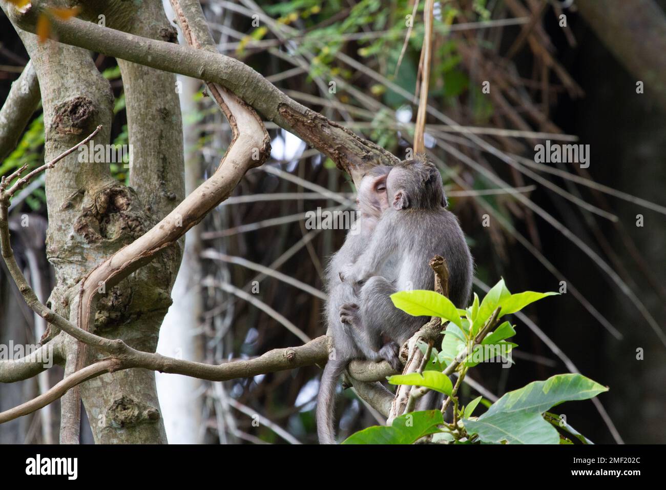 The two baby monkeys on the green tree in the jungle Stock Photo - Alamy