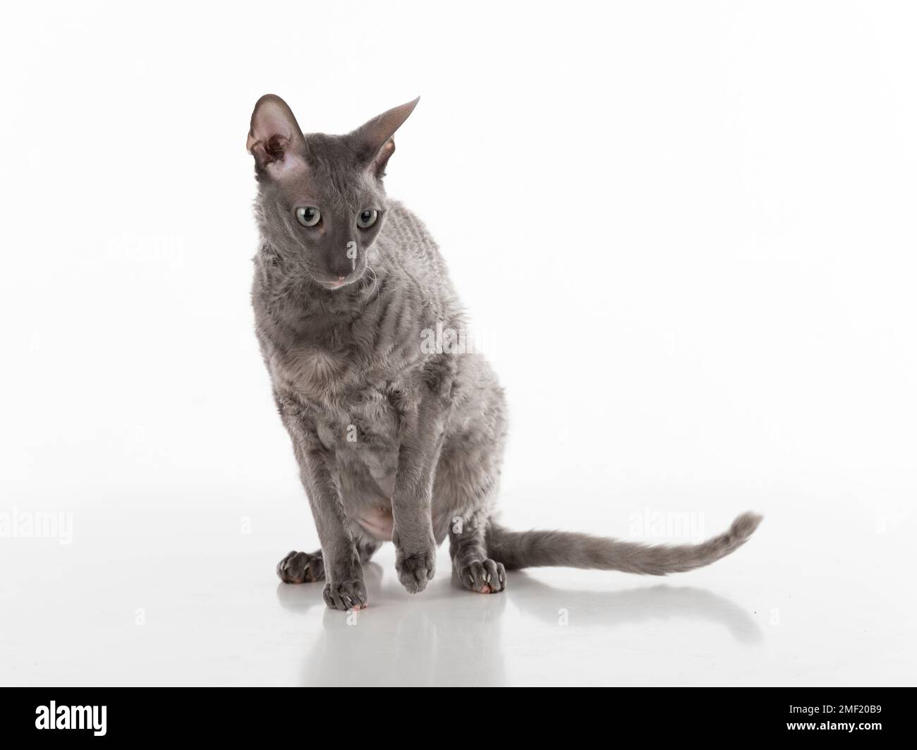 Black Cornish Rex Cat. Studio shoot. Isolated on White Background Stock ...