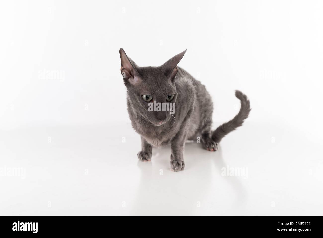 Black Cornish Rex Cat. Studio shoot. Isolated on White Background Stock ...