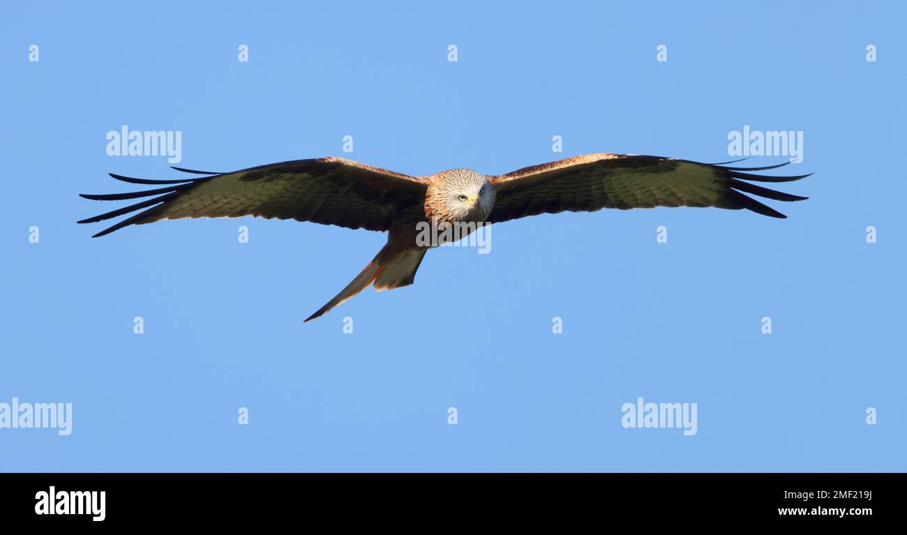 Red Kite ( Milvus milvus ) in the winter sunshine in the Cotswold Hills ...