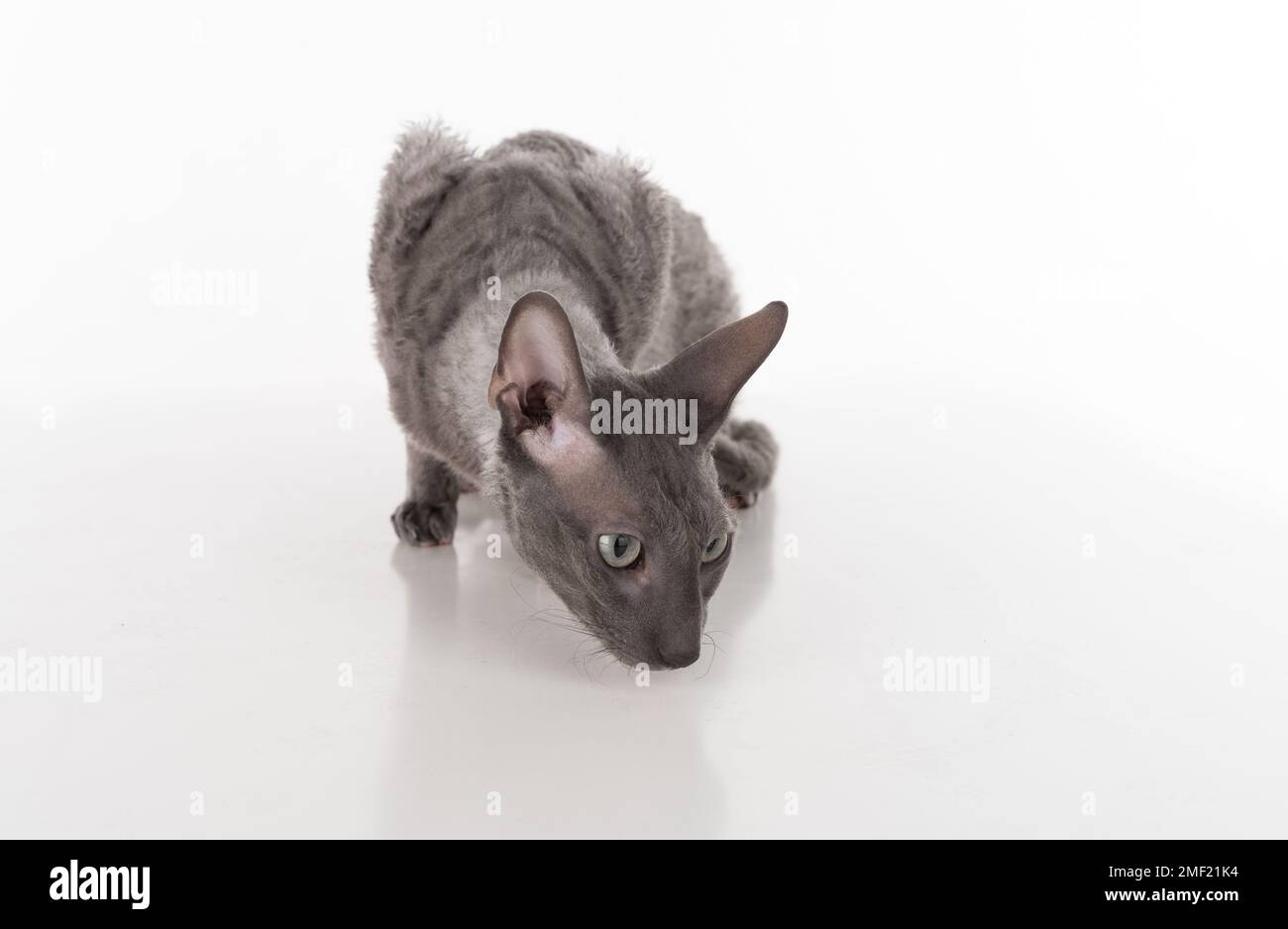 Black Cornish Rex Cat. Studio shoot. Isolated on White Background Stock ...