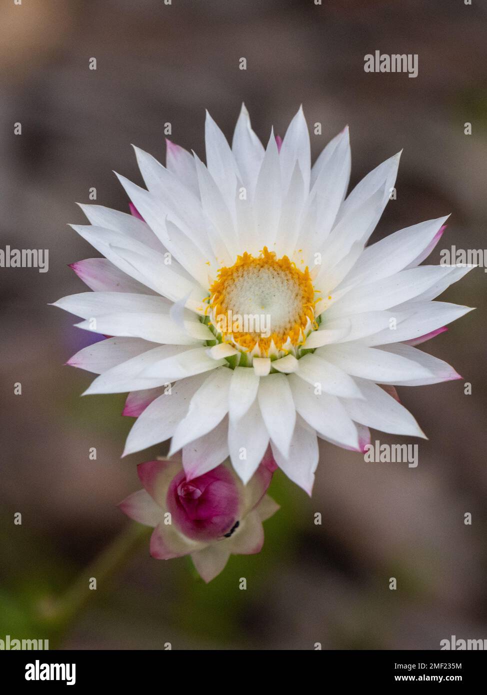 One white everlasting flower in nature Stock Photo - Alamy