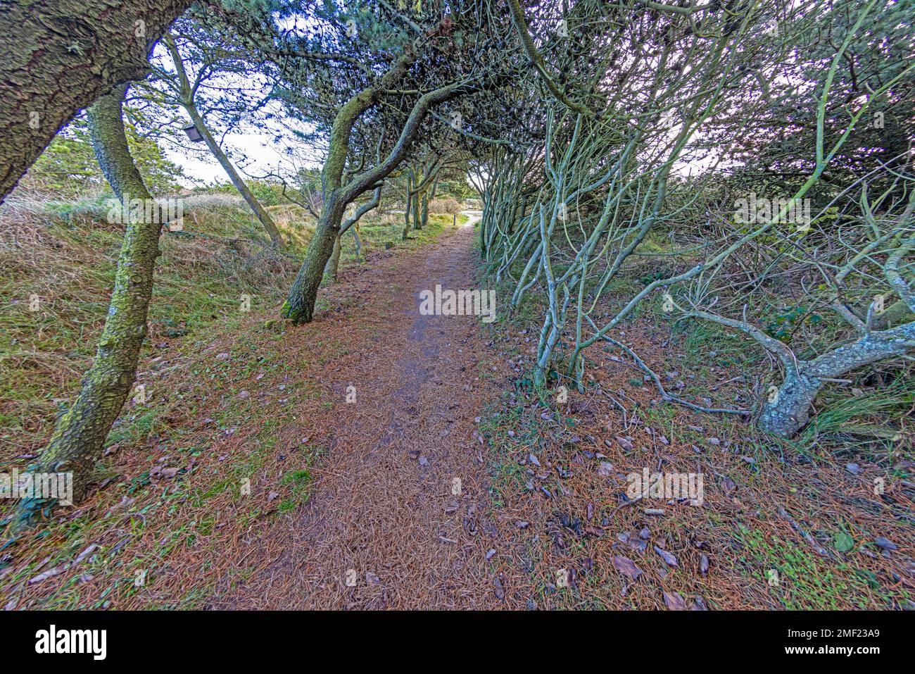 Image of path through coniferous forest with mystically shaped trees in ...
