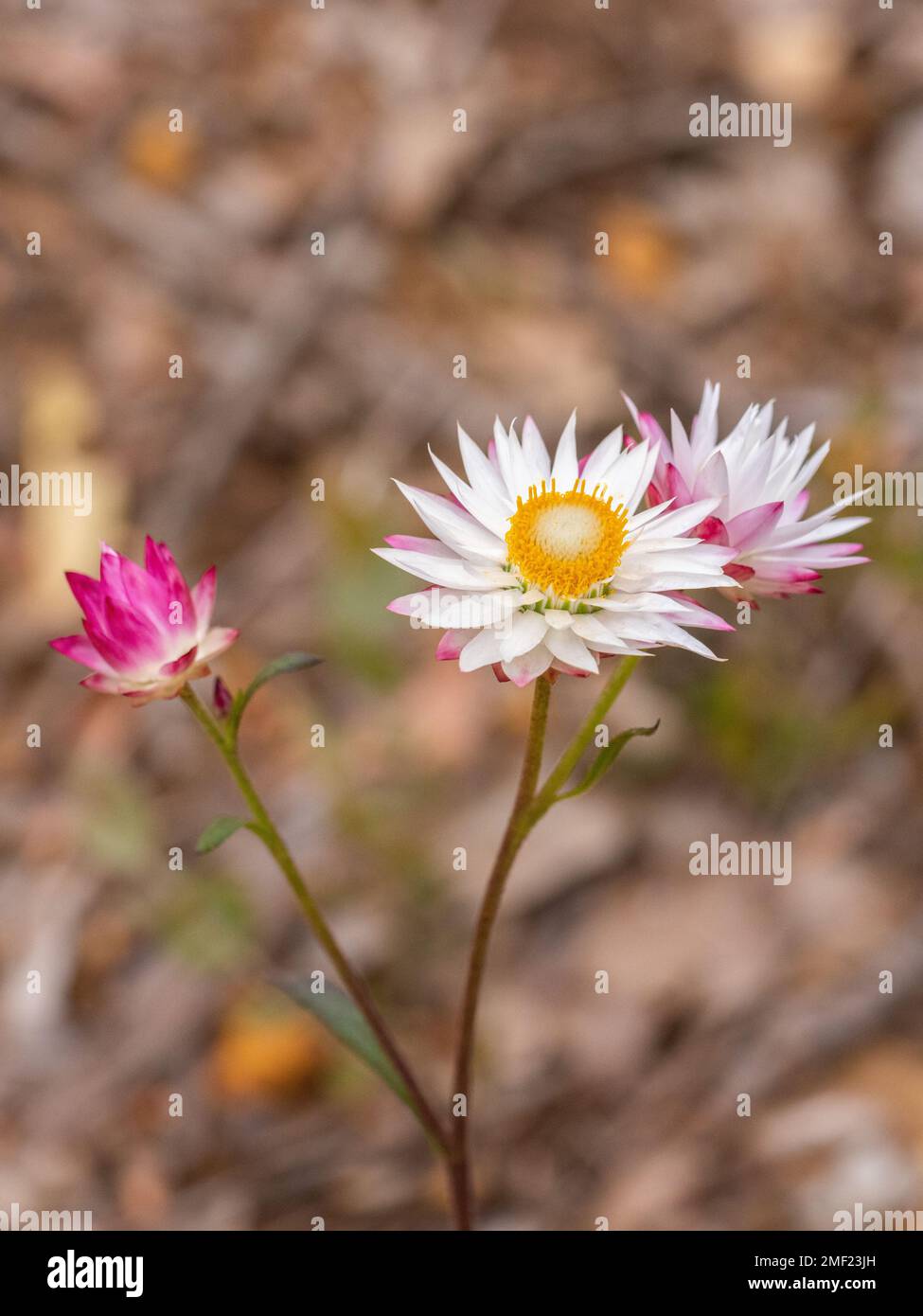 three everlasting flowers or paper daisies in nature Stock Photo - Alamy