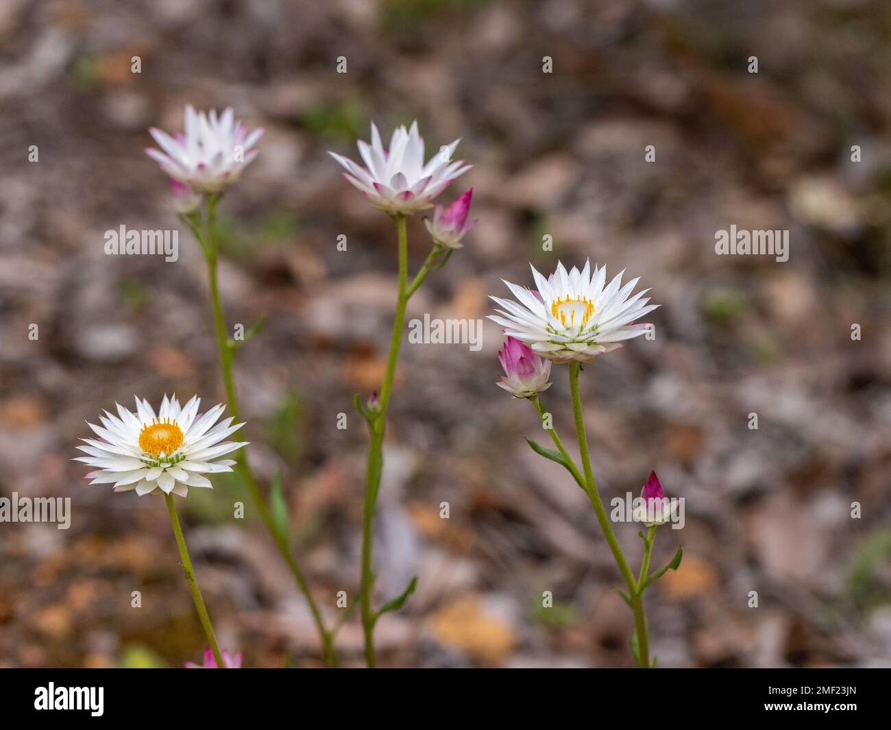 Australian white flowers hi-res stock photography and images - Alamy