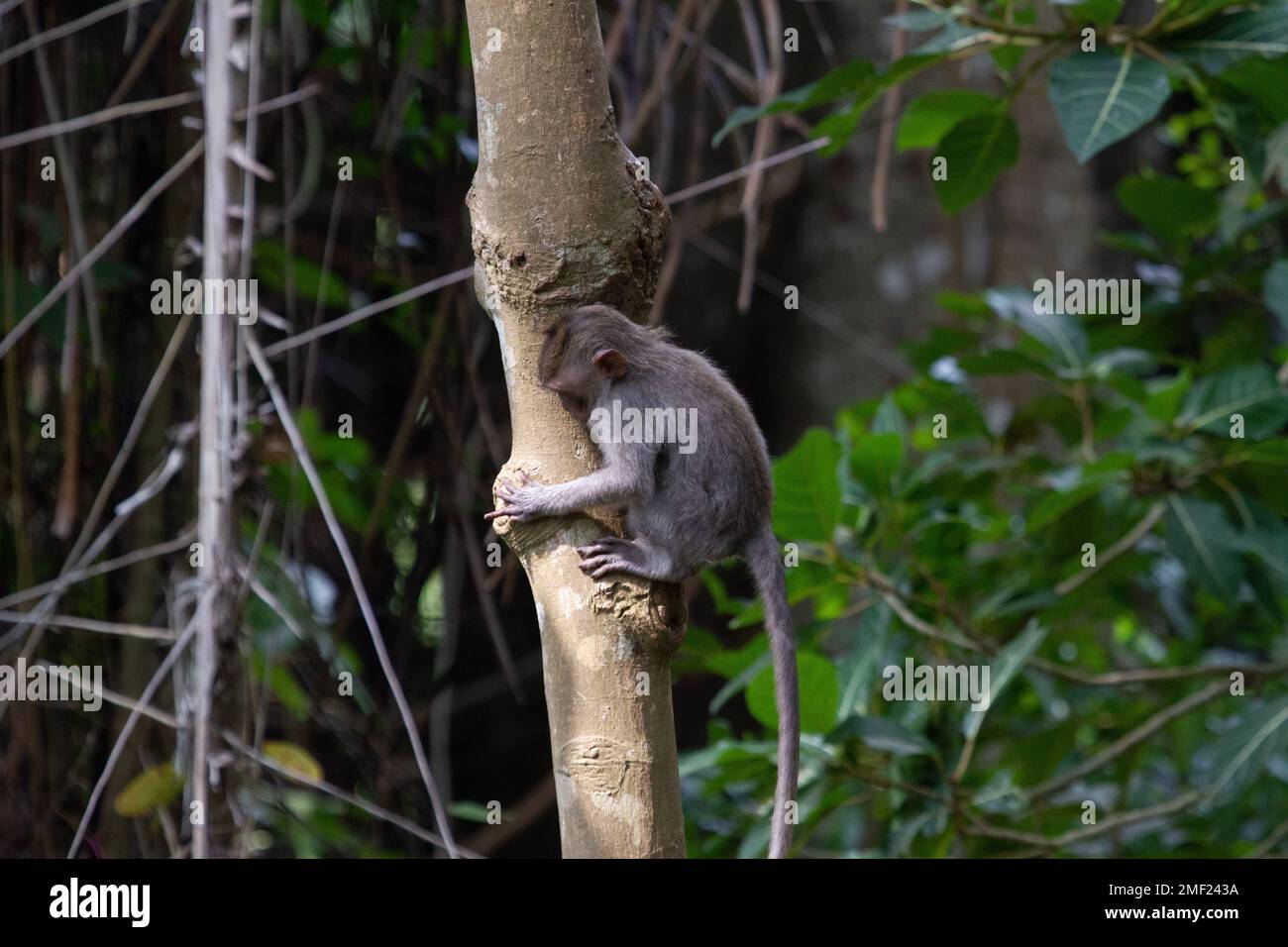 A baby monkey climbing the green tree in the jungle Stock Photo - Alamy