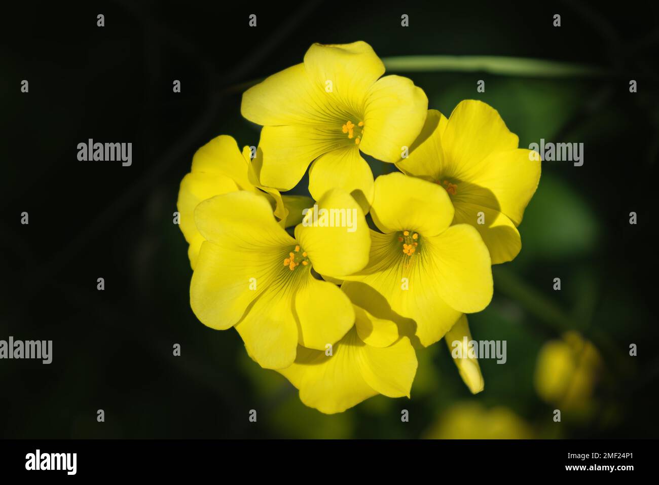 Sorrel weed hi-res stock photography and images - Alamy