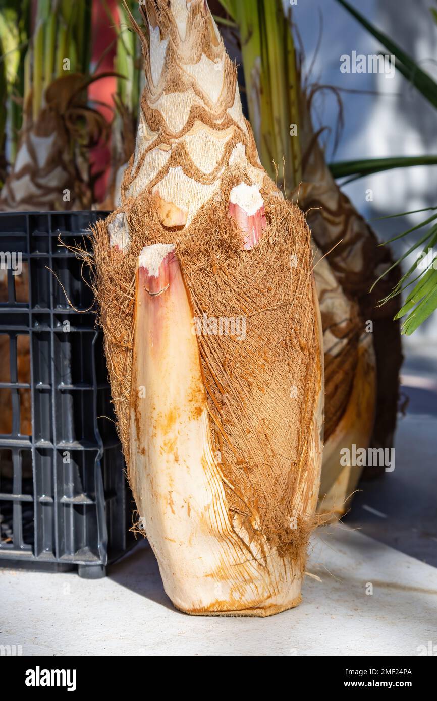 Heart of palm hi-res stock photography and images - Alamy
