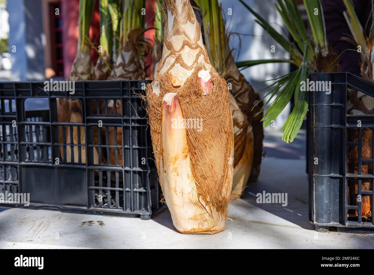 Heart of palm, palmetto for sale at the festival of San Sebastian in ...