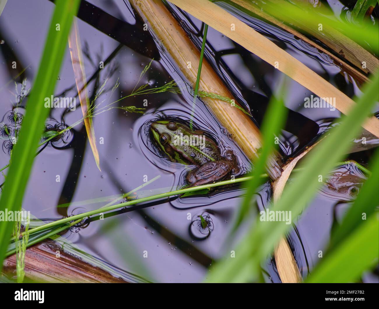 frog animal nature fauna water outdoor summer jena Stock Photo - Alamy