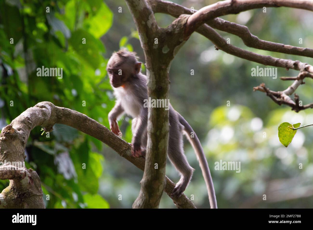 A baby monkey on the green tree in the jungle Stock Photo - Alamy