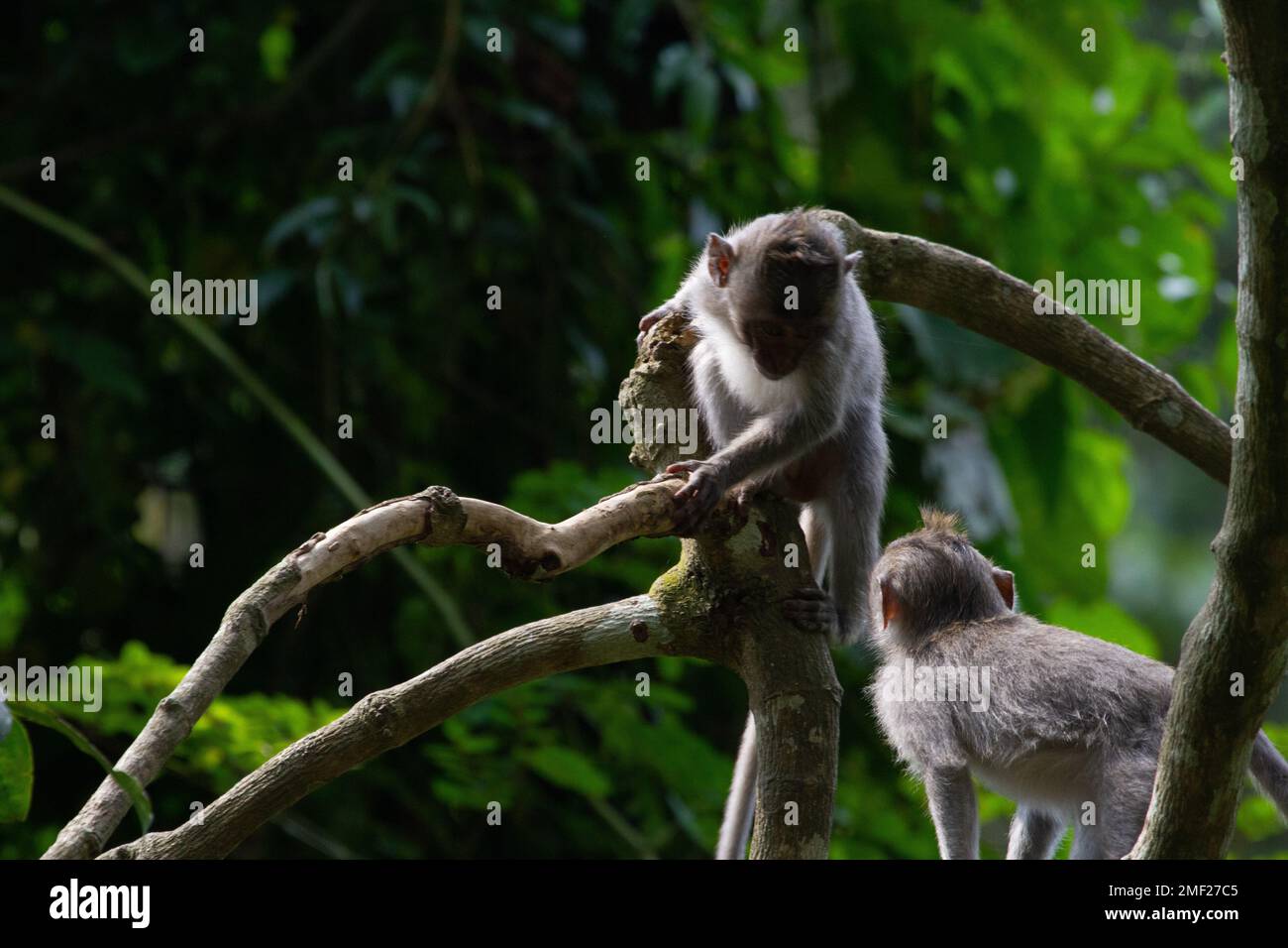 The two baby monkeys climbing the green tree in the jungle Stock Photo ...