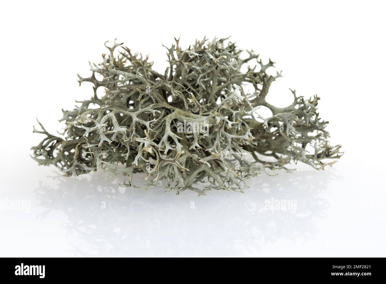 Tree moss from fir and pine trees - raw material for perfume industry ...