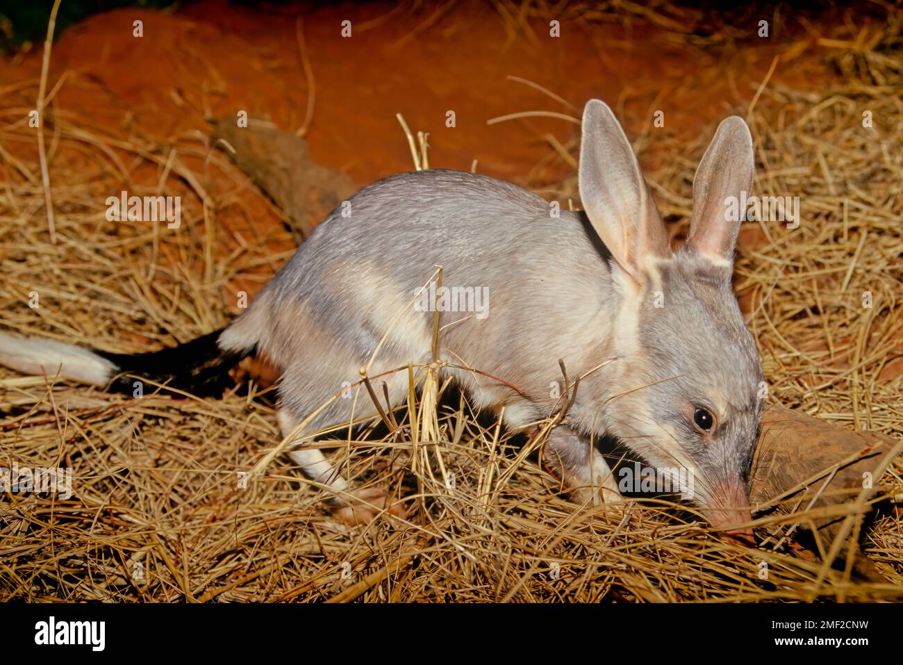 Macrotis is a genus of desert-dwelling marsupial omnivores known as ...