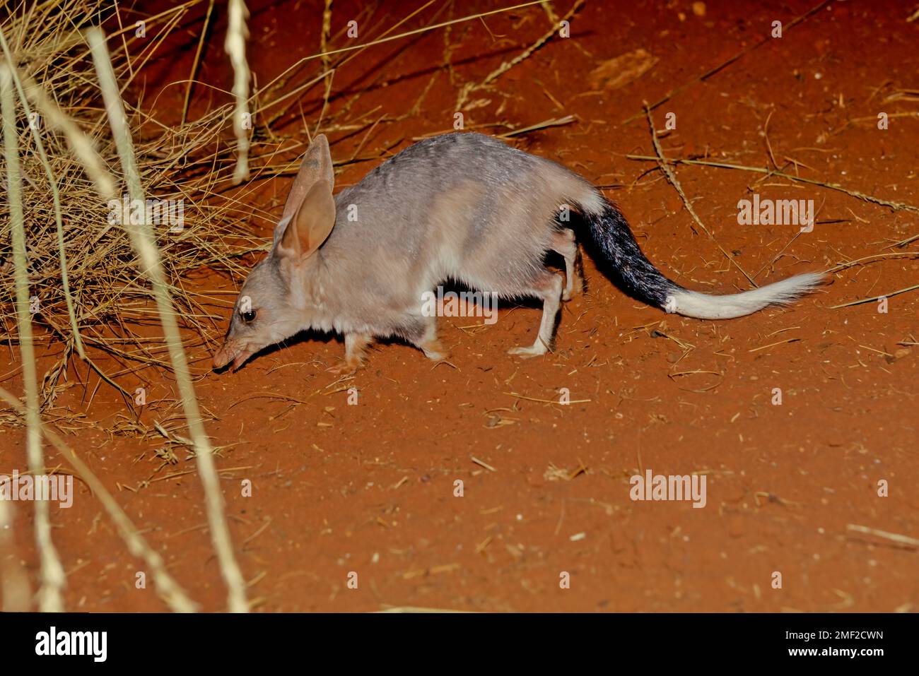 Macrotis is a genus of desert-dwelling marsupial omnivores known as ...