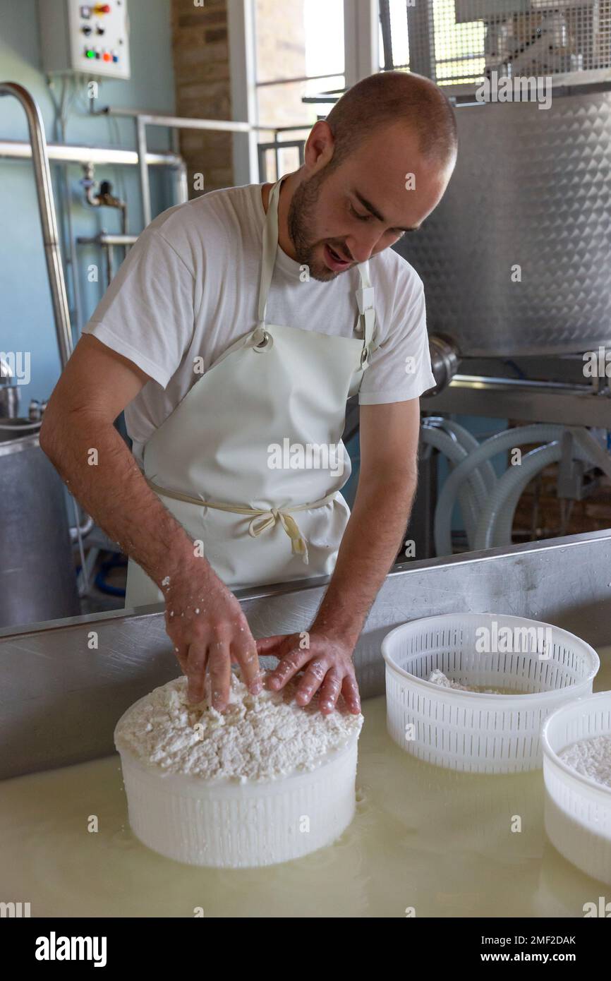Man making cheese by hand at Fior di Montalcino cheese farm in Tuscany ...