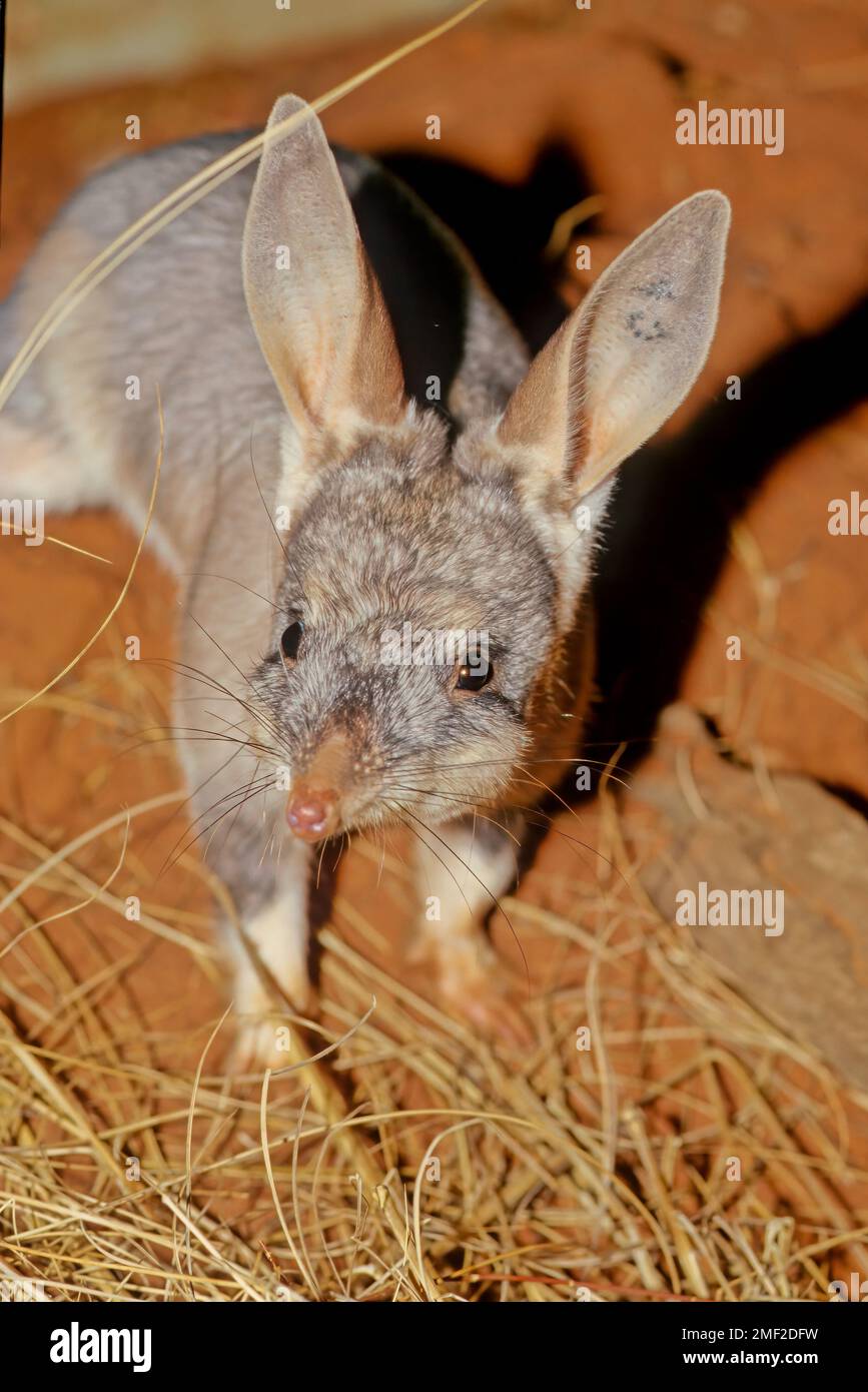 Macrotis is a genus of desert-dwelling marsupial omnivores known as ...