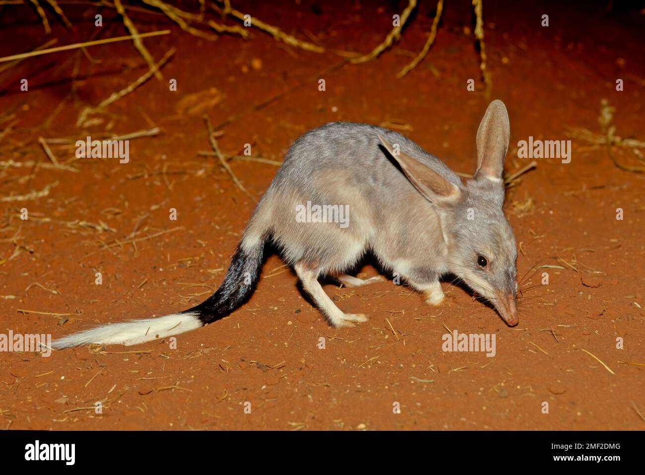 Australian desert rabbit hi-res stock photography and images - Alamy