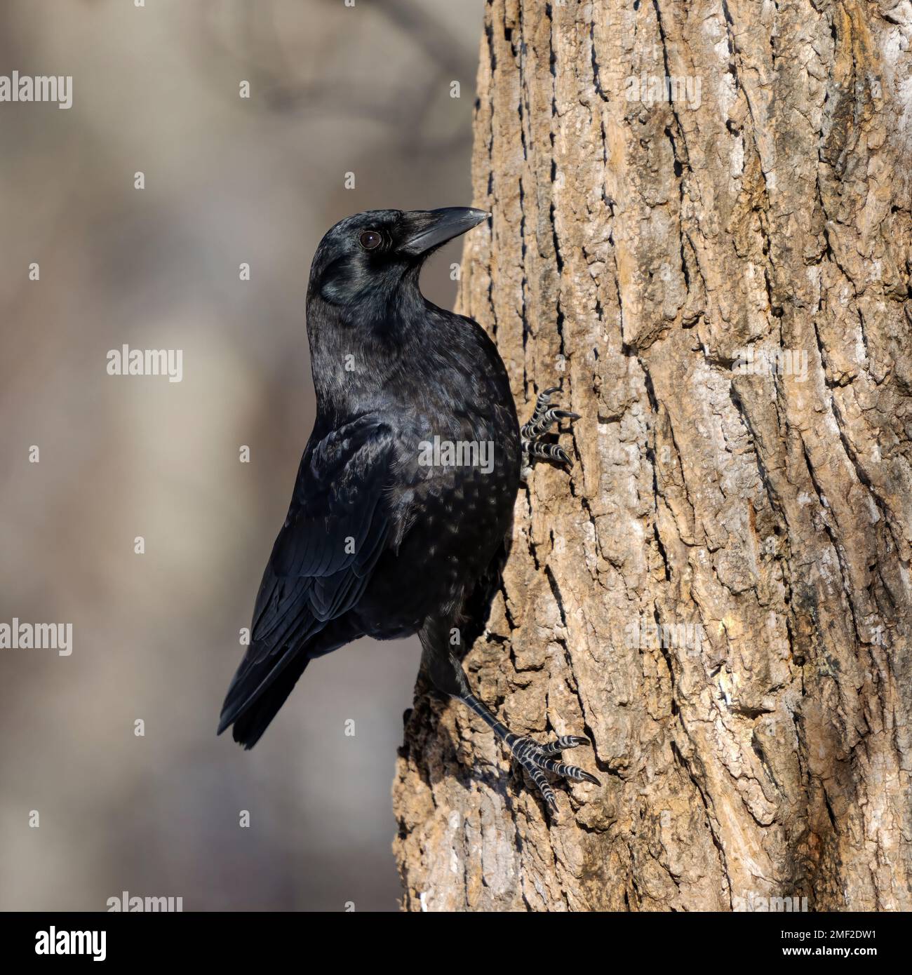 A closeup shot of a black American Crow (Corvus brachyrhynchos) perched ...