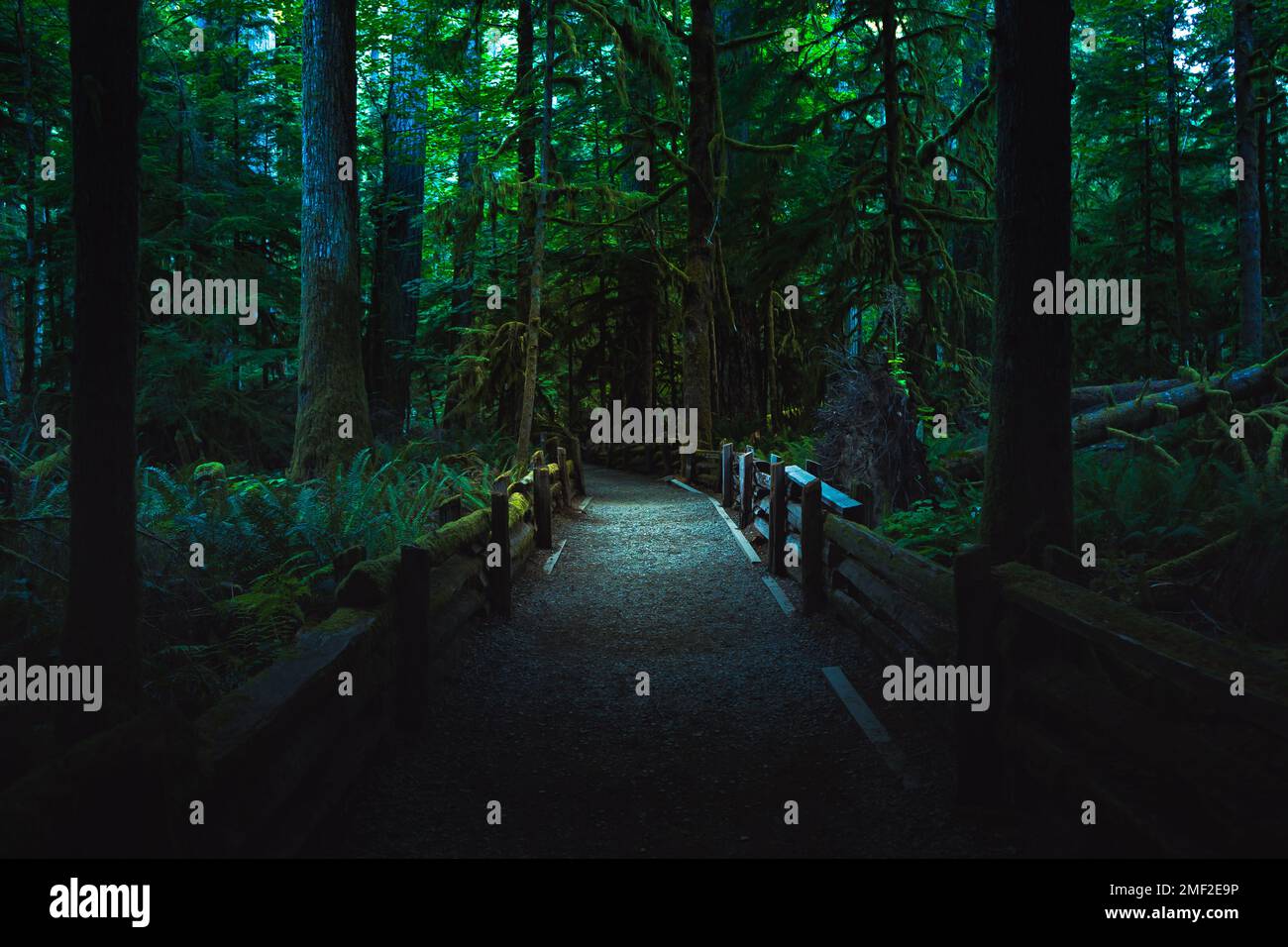 Pathway in a dense forest located in British Columbia Stock Photo - Alamy
