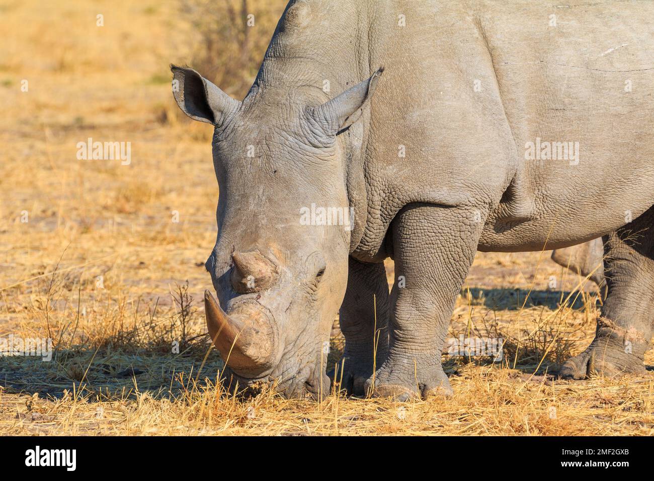 White rhino in natural habitat in Waterberg Plateau National Park in ...