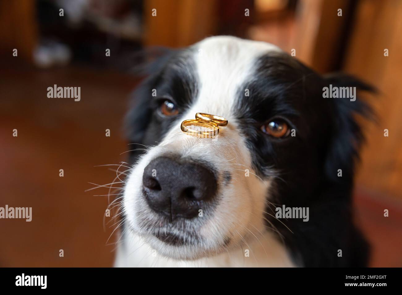 Will you marry me. Funny portrait of cute puppy dog border collie ...