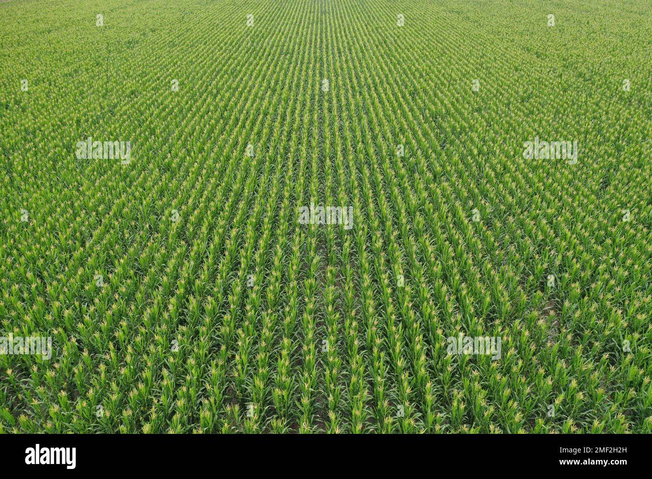 Aerial View of sown field in the Argentine countryside, Pampas province, Patagonia, Argentina ...