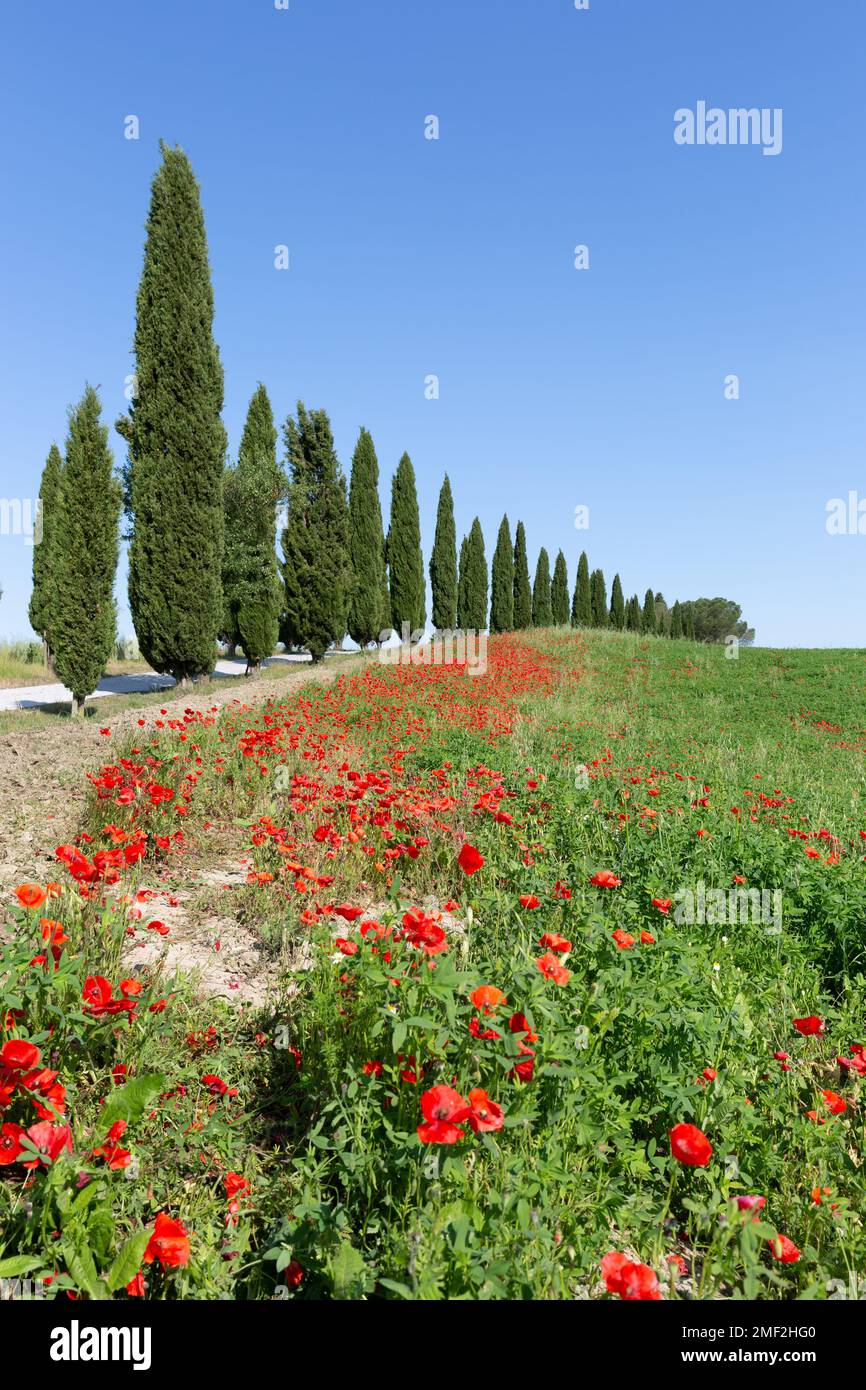 Tuscany cypress tree road hi-res stock photography and images - Alamy