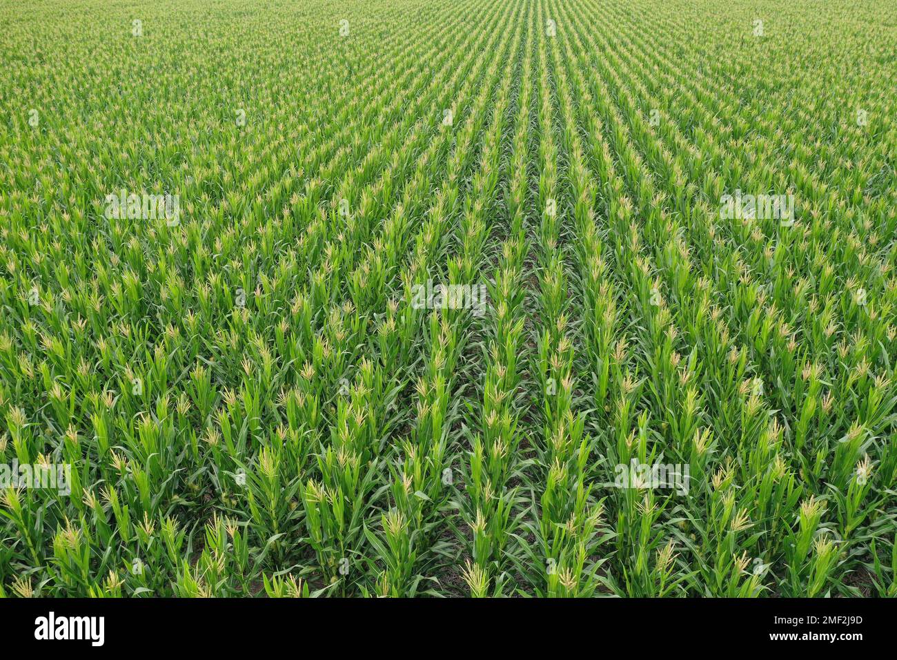 Aerial View of sown field in the Argentine countryside, Pampas province ...