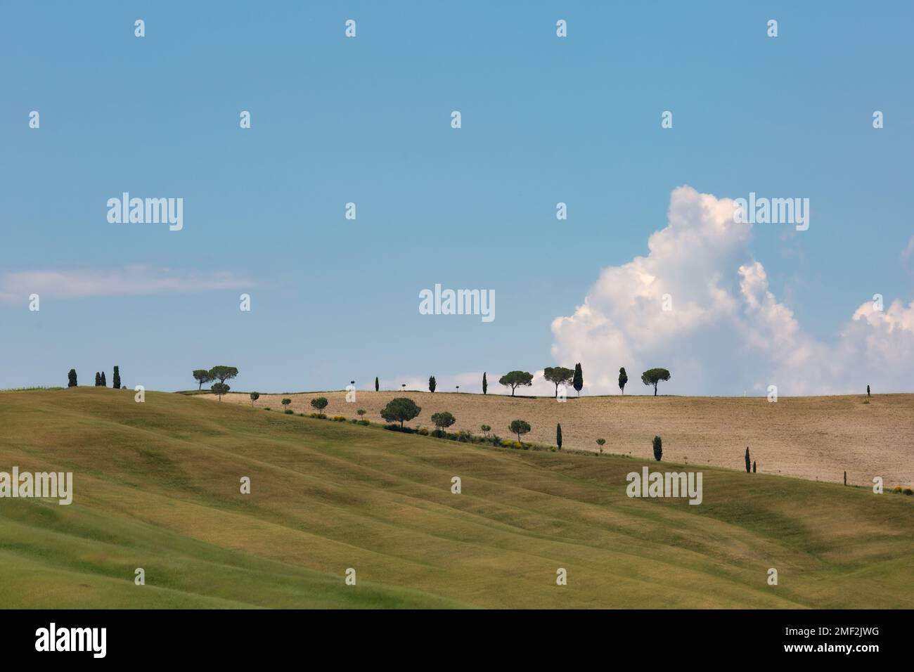 Tuscan landscape of rolling hills dotted with trees in the Val d'Orcia ...