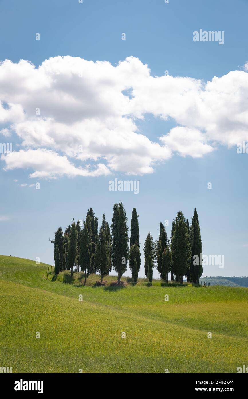 Iconic clump of cypress trees, situated by the roadside in the Val D ...