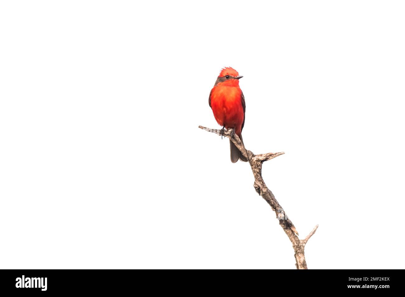 Patagonia animals Cut Out Stock Images & Pictures - Alamy