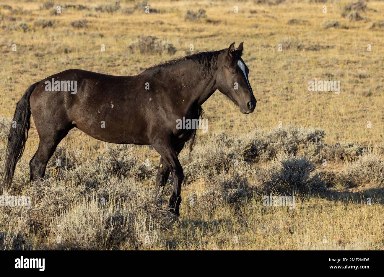 Wild Horse in Autumn in the Wyoming Desert Stock Photo - Alamy